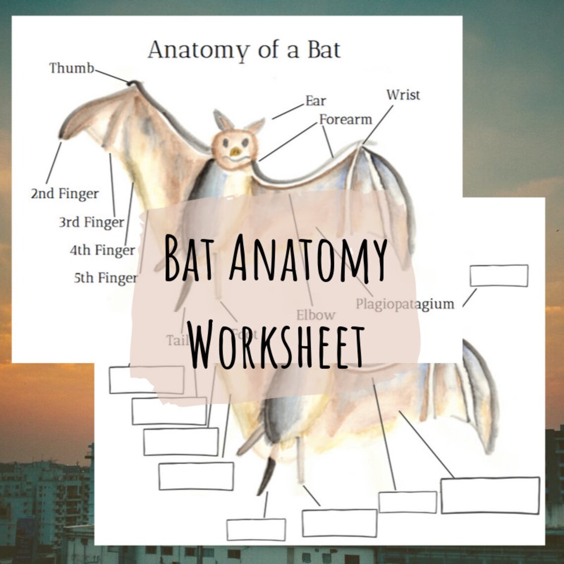 Bat Bundle Anatomy Worksheets and Counting Cards - Etsy