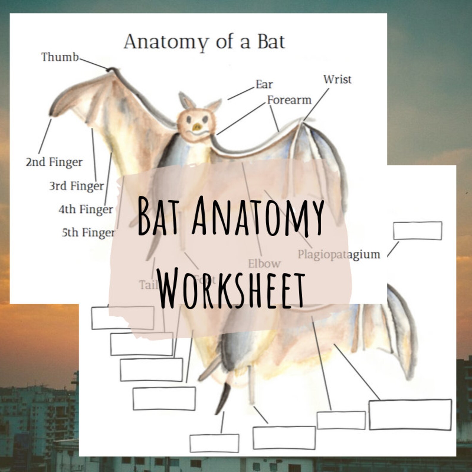 Bat Bundle | Anatomy Worksheets and Counting Cards - Etsy