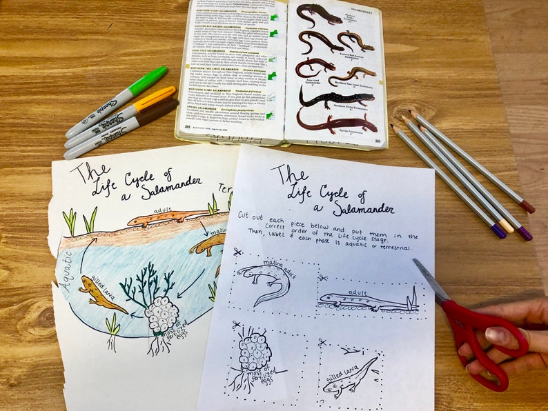 Salamander Life Cycle Activity | Digital Print - Etsy