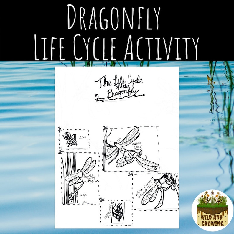 Dragonfly Life Cycle Activity | Digital Print - Etsy