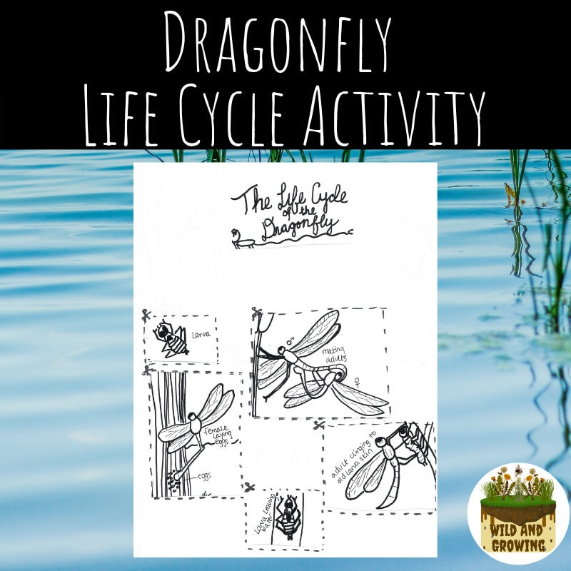 Dragonfly Life Cycle Activity | Digital Print - Etsy