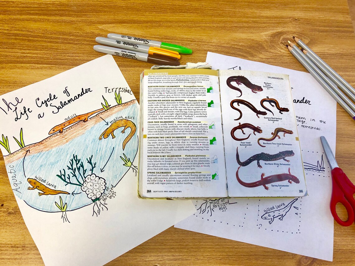 Salamander Life Cycle Activity | Digital Print - Etsy