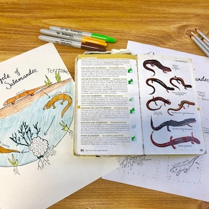 Salamander Life Cycle Activity | Digital Print - Etsy