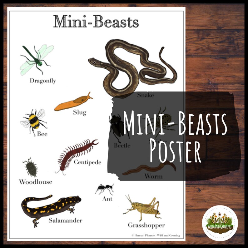 Mini-beasts Identification Poster - Etsy