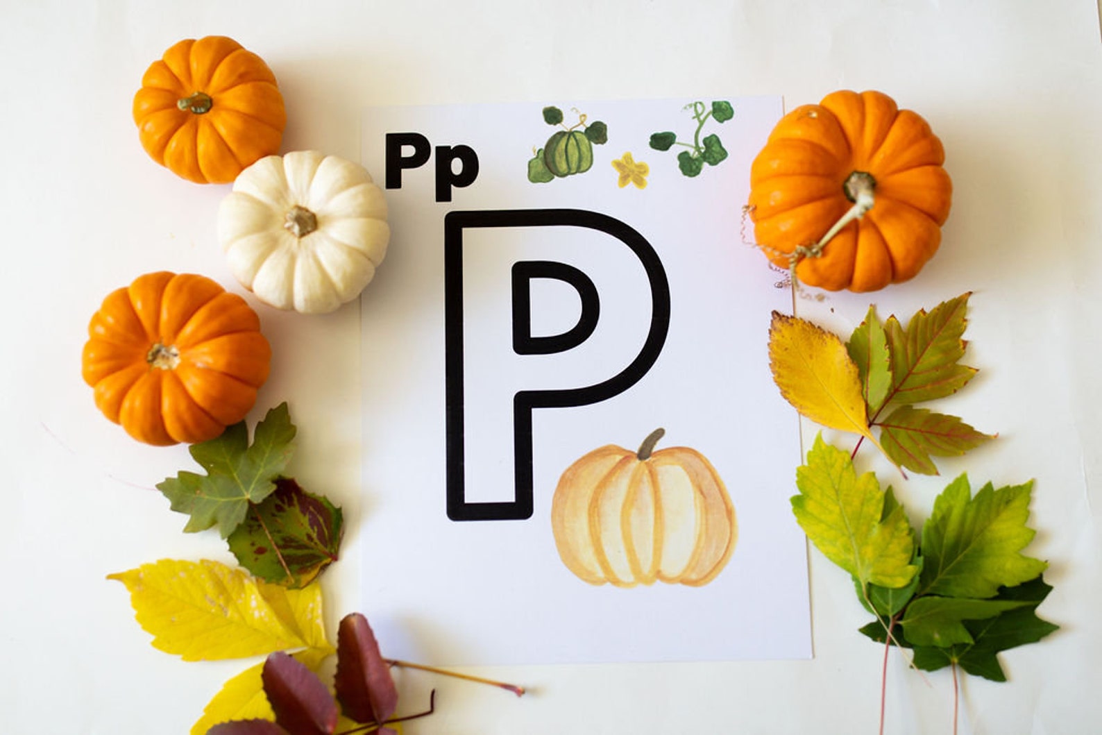 Pumpkin Mini-unit Study - Etsy