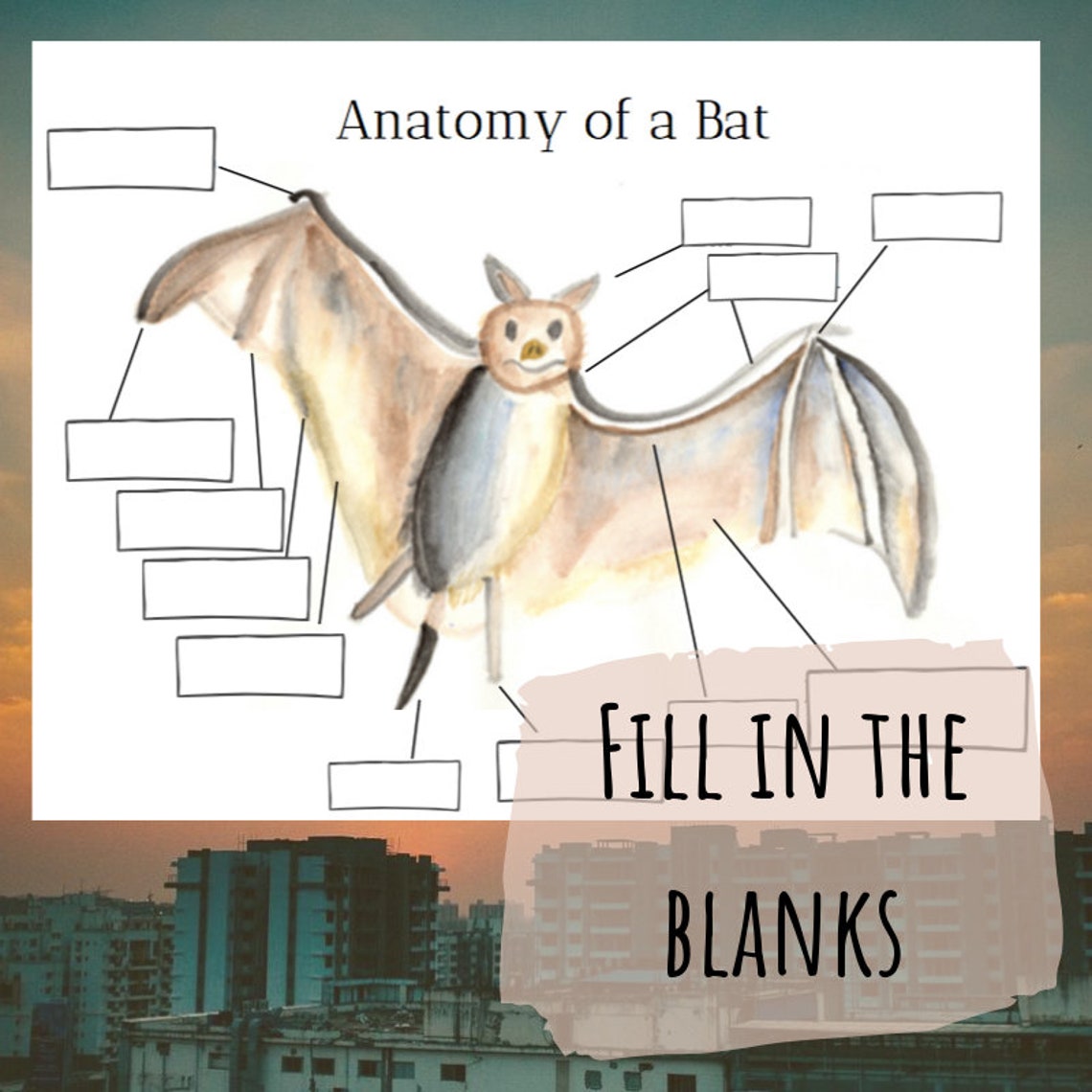 Bat Bundle Anatomy Worksheets and Counting Cards - Etsy
