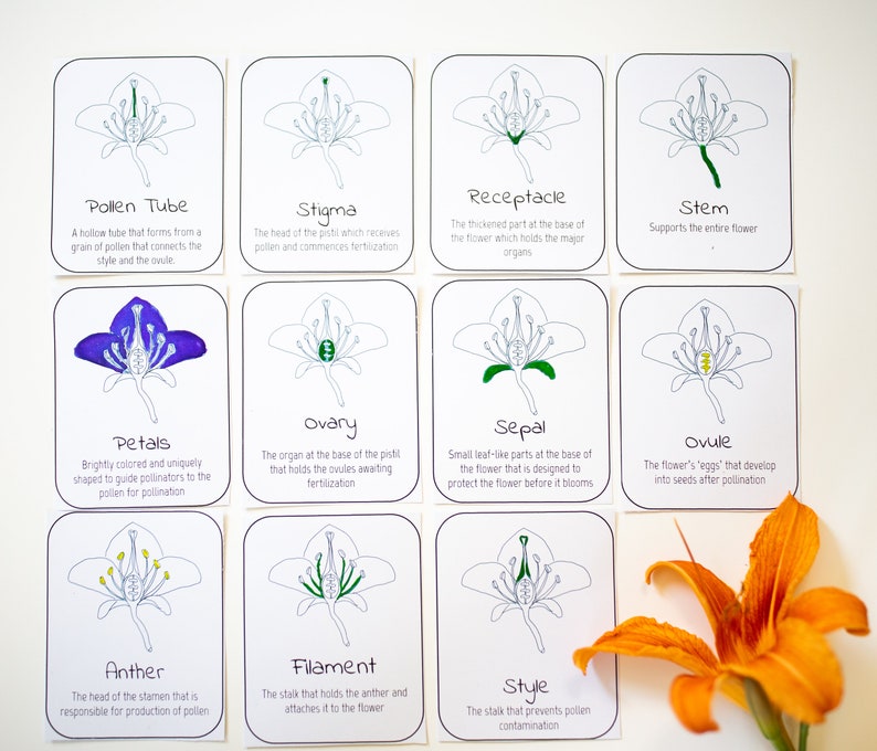 Parts of a Flower - Botany Study | Homeschool & Montessori Printable - Etsy