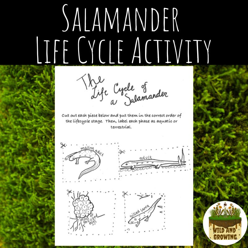Salamander Life Cycle Activity | Digital Print - Etsy