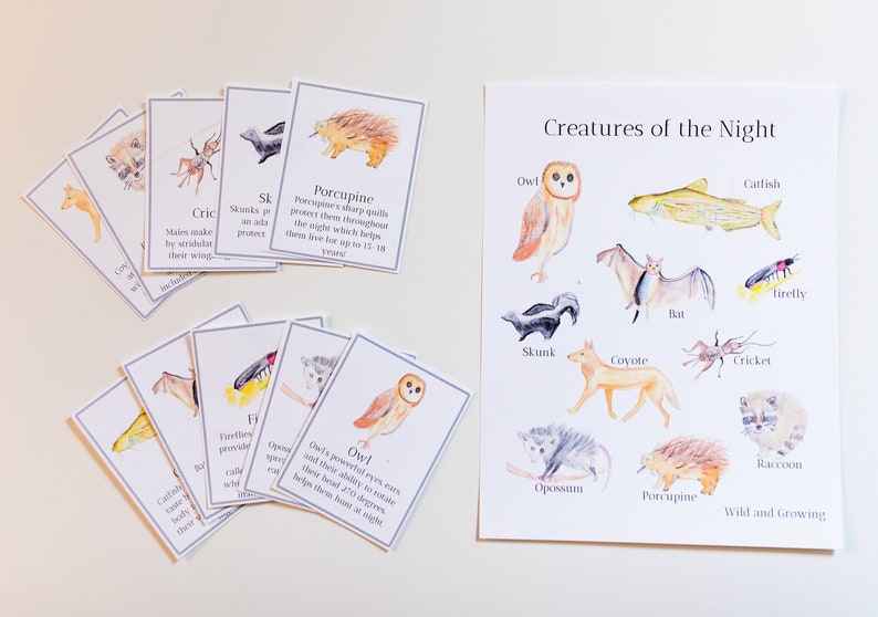 Nocturnal Animals Poster and Flash Cards - Etsy