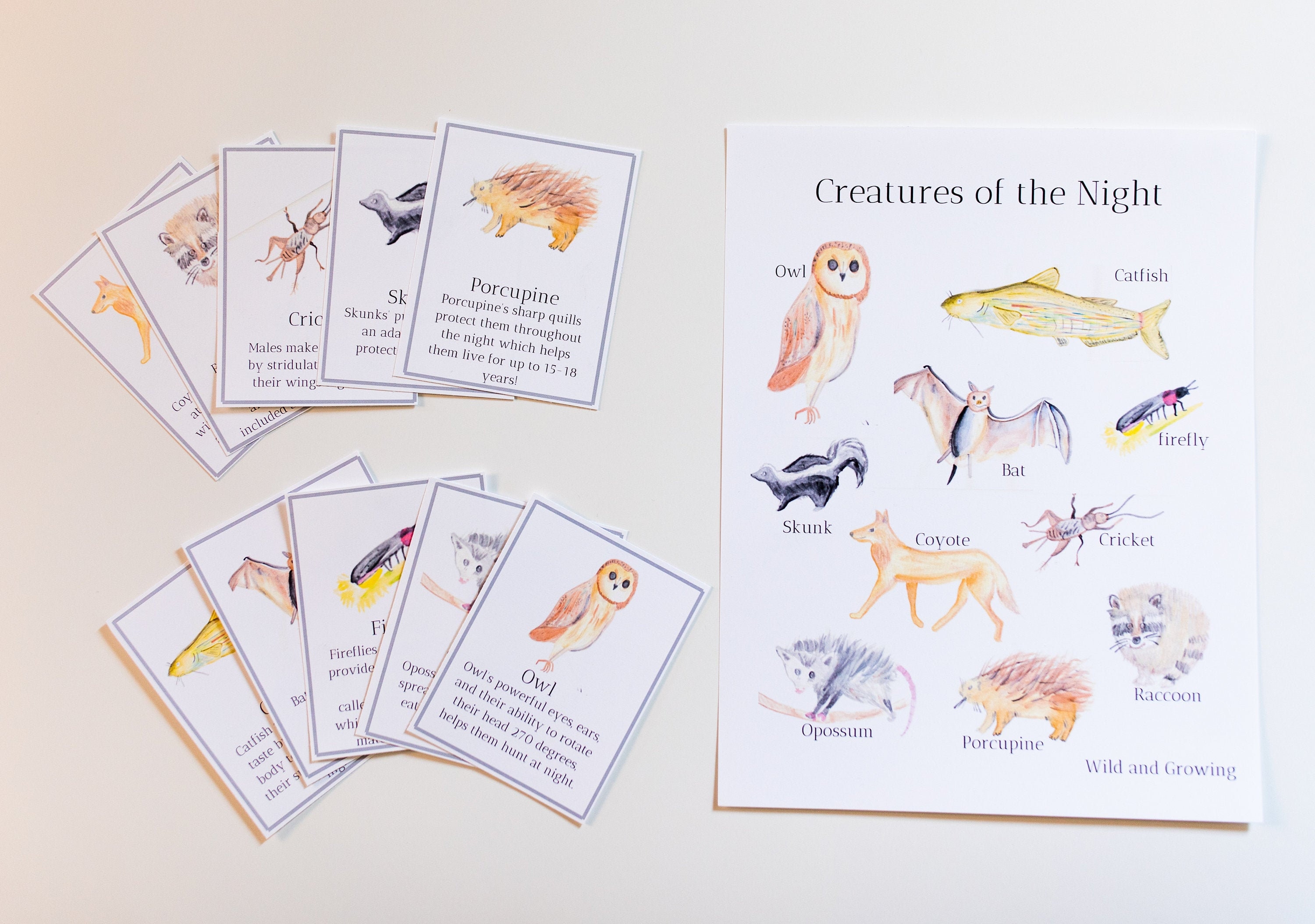 Nocturnal Animals Poster and Flash Cards - Etsy Canada