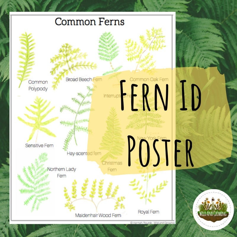 Fern Identification Poster Guide - Etsy