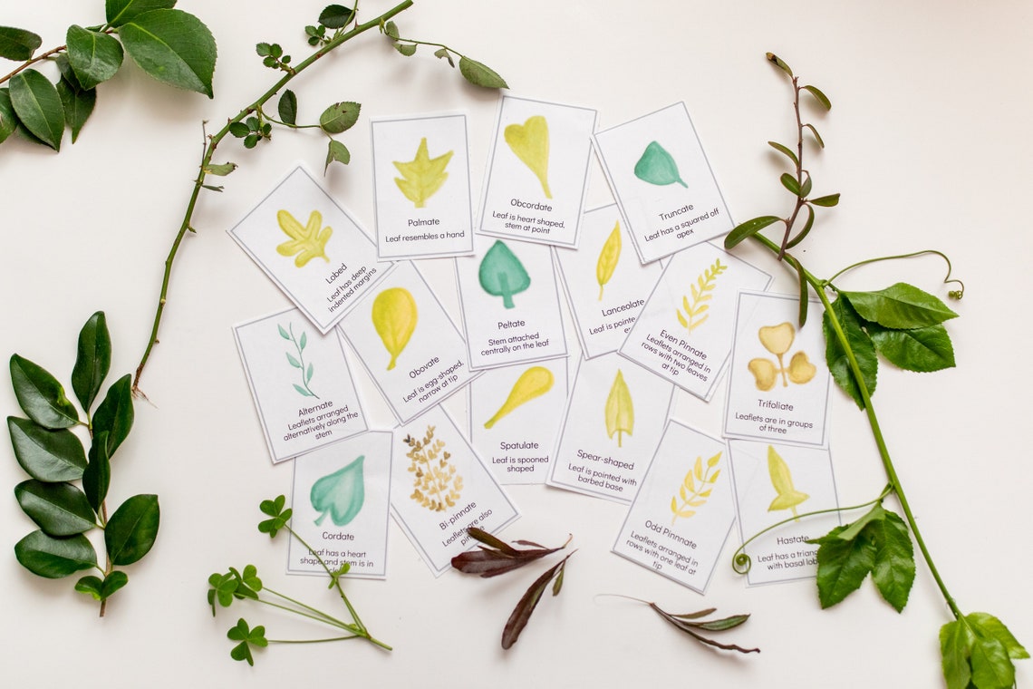 Leaf Shape Poster and Flash Cards - Etsy
