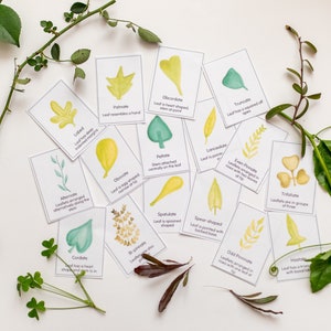 Leaf Shape Poster and Flash Cards - Etsy