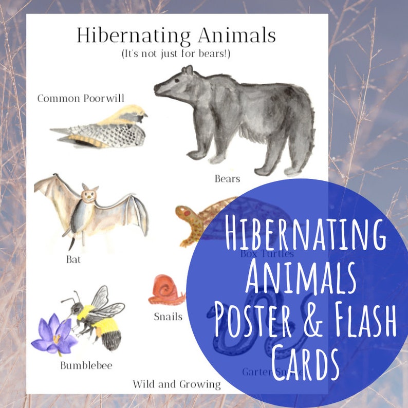 Hibernating Animals Poster and Fact Flash Cards - Etsy