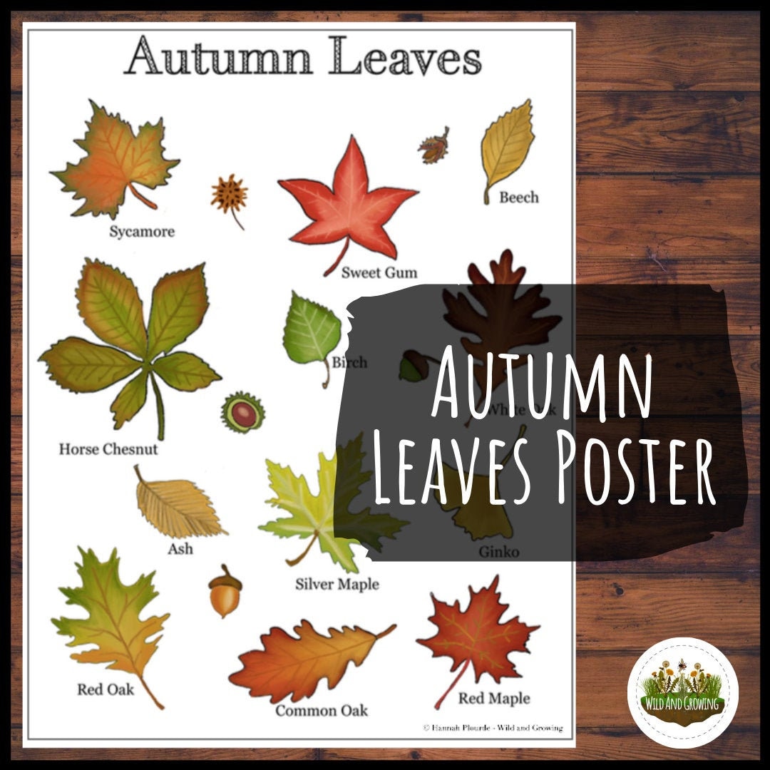 Autumn Leaves Identification Poster - Etsy