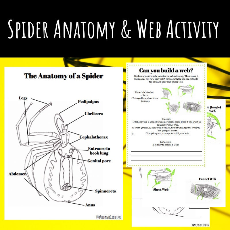 Spider Anatomy & Web Building Activity Book - Etsy