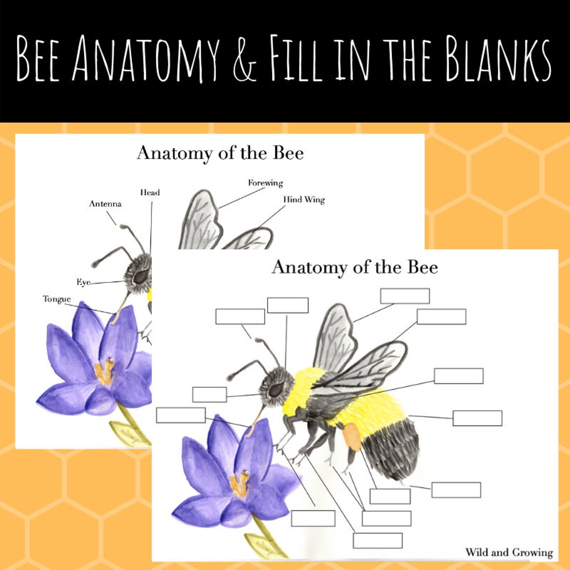 Bee Unit Study Bee Anatomy & Life Cycle Worksheets - Etsy