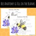 Bee Unit Study Bee Anatomy & Life Cycle Worksheets - Etsy