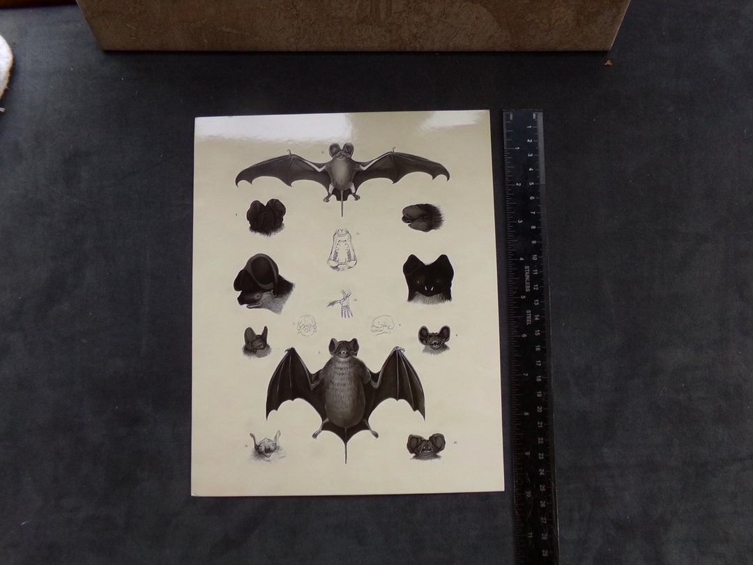 Bats Wall Hanging With a Handmade Mystery Item Crystal Witch Magick ...