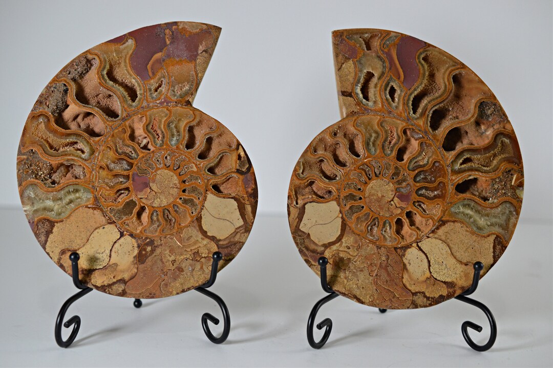 Ammonite Fossil Set Fossilized Ammonite Home Decor Ammonite - Etsy
