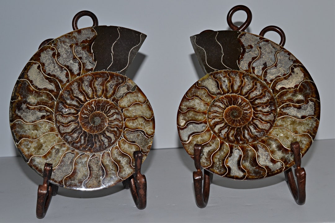 Ammonite Fossil, Fossilized Ammonite, Home Decor, Ammonite Display ...