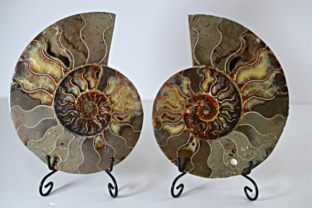 Ammonite Fossil Set Fossilized Ammonite Home Decor Ammonite - Etsy