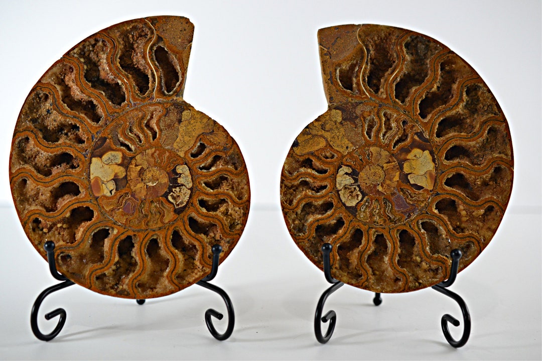 Ammonite Fossil Set Fossilized Ammonite Home Decor Ammonite - Etsy