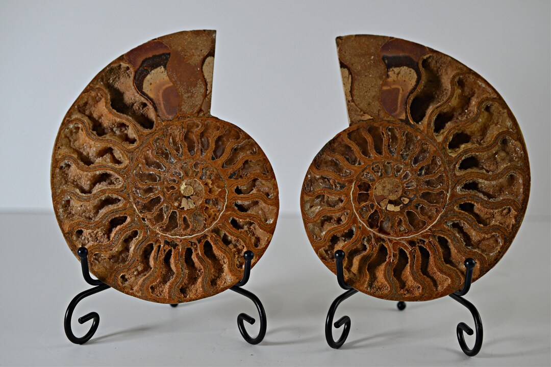 Ammonite Fossil Set Fossilized Ammonite Home Decor Ammonite - Etsy