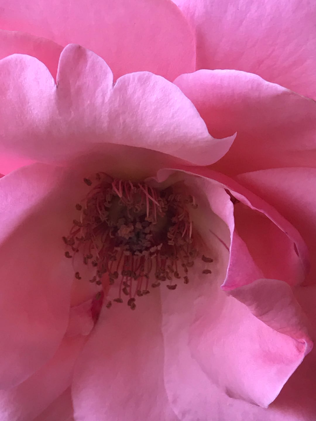 Pink Honey Perfume Rose Canvas Print - Etsy.de