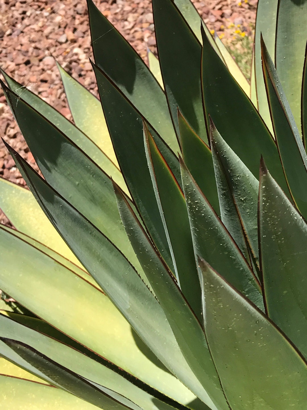 Agave Canvas Print - Etsy