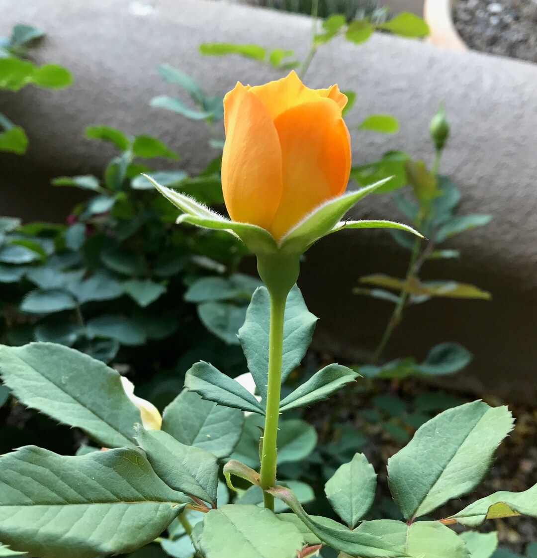 Yellow Rose Canvas Print - Etsy