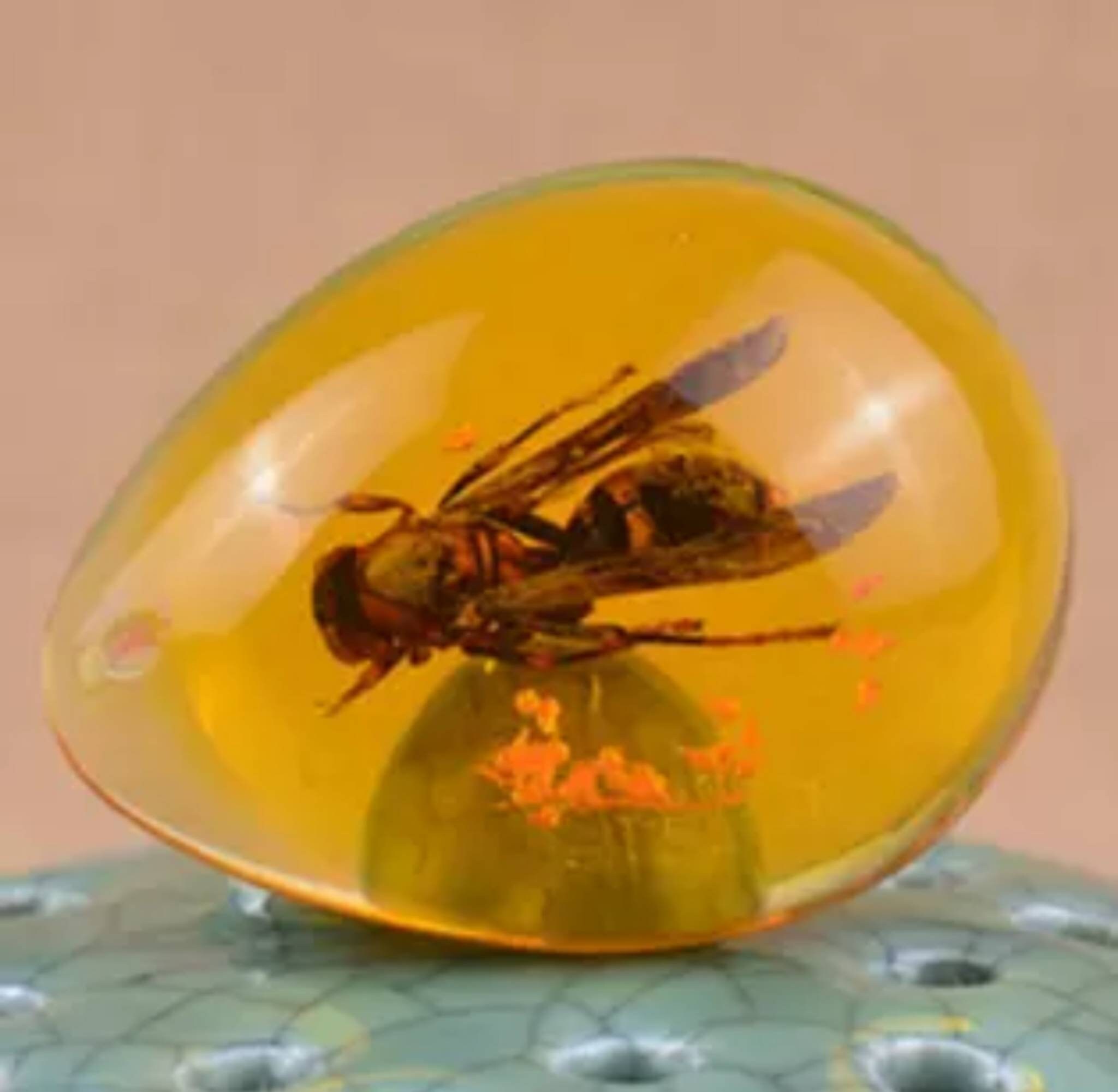 Amber Keychain Assorted Insects, Beetle, Labybug, Ants, Spider, Bees ...