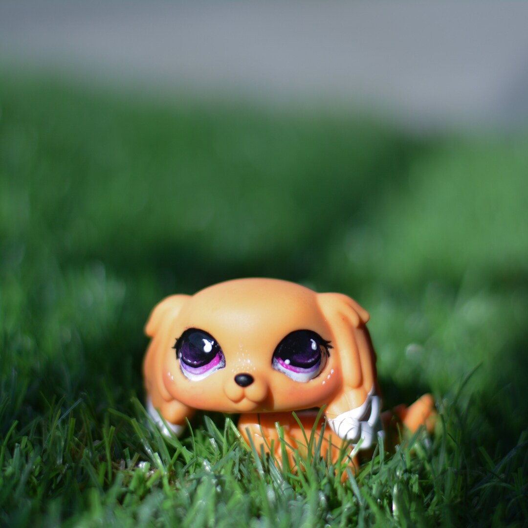 Littlest Pet Shop GEN7 Custom King Charles Spaniel OOAK Lps - Etsy