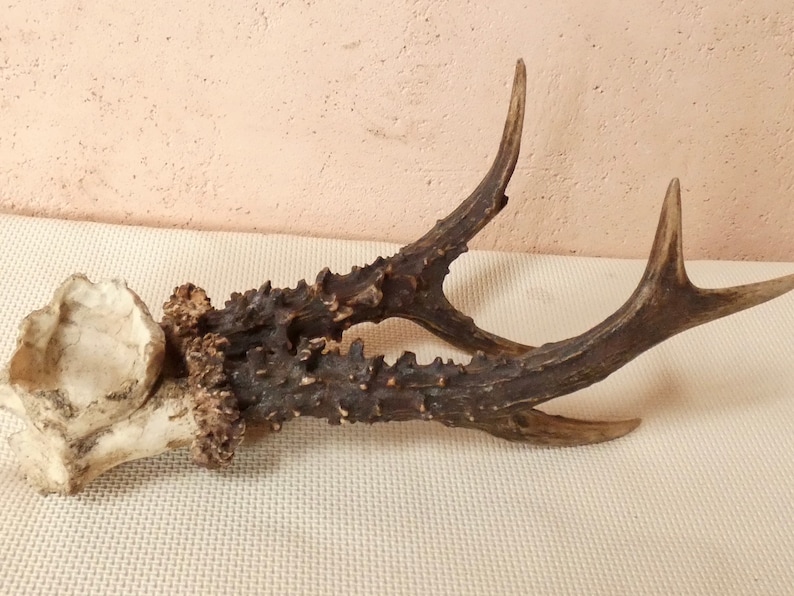Deer Antlers With Skull Roe Antlers Taxidermy Woodland Findings Natural ...
