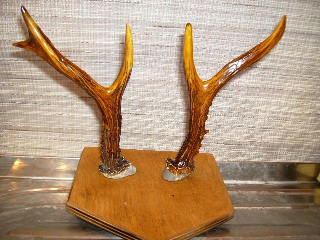 Vintage Roe Antlers Deer Antlers Taxidermy Woodland Findings Mounted ...