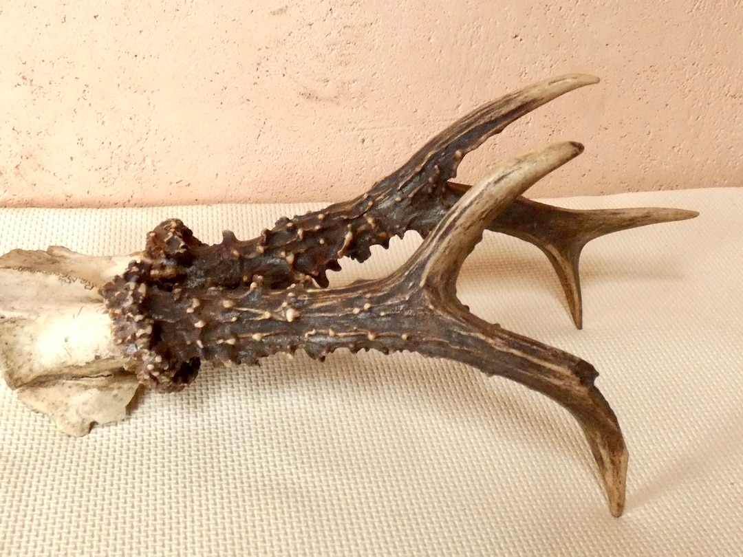 Deer Antlers With Skull Roe Antlers Taxidermy Woodland Findings Natural ...