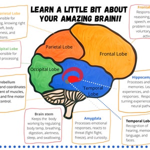 3 Educational Play Dough Activities Discover the Brain 5 - Etsy