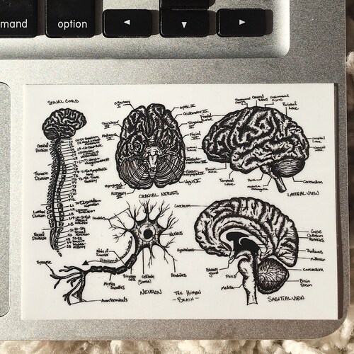 Laptop Sticker Anatomy Neuro Brain Diagram Vinyl Nursing | Etsy