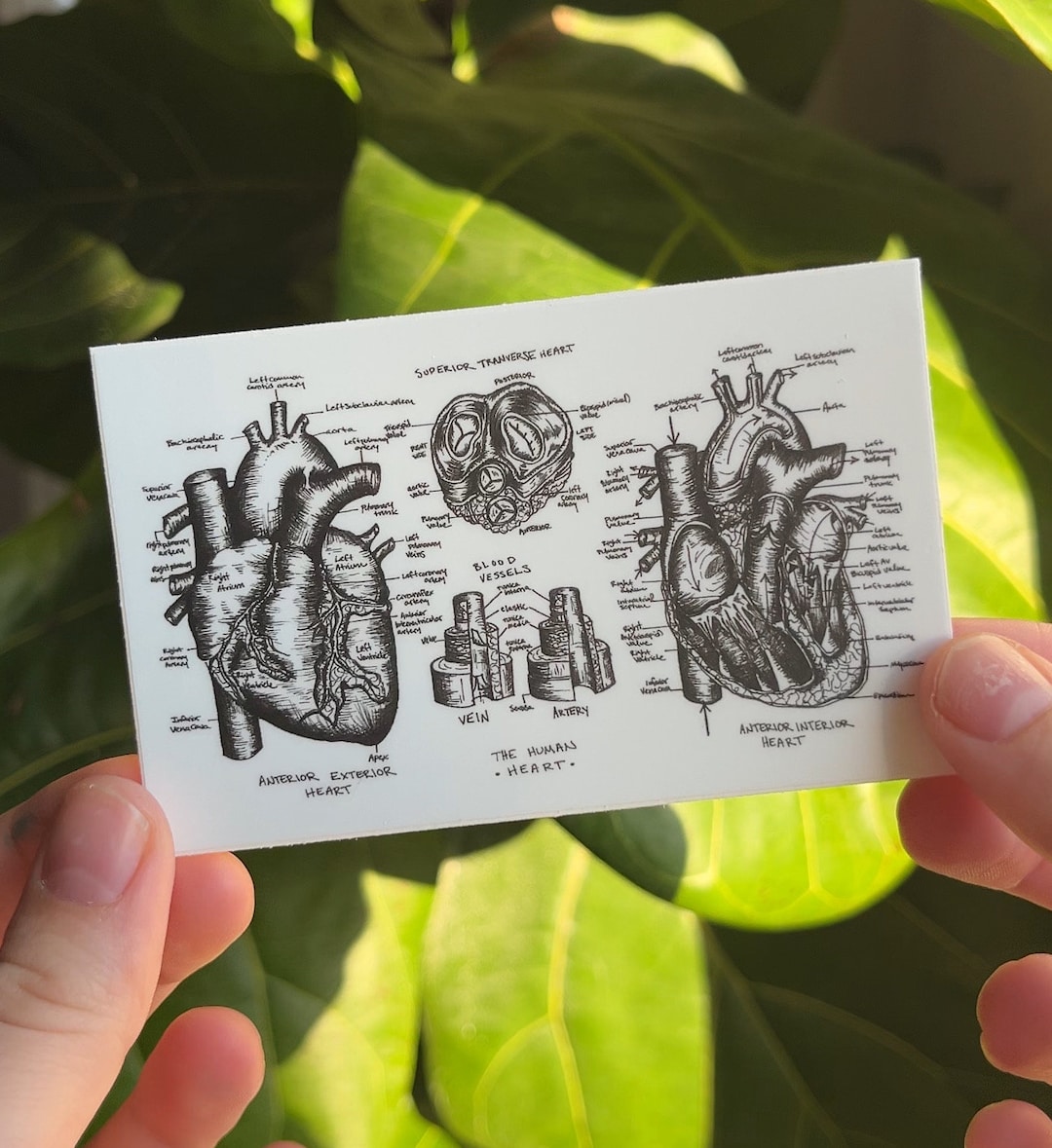 Laptop Sticker Anatomical Heart Diagram, Nursing Student, Cardiac Nurse ...