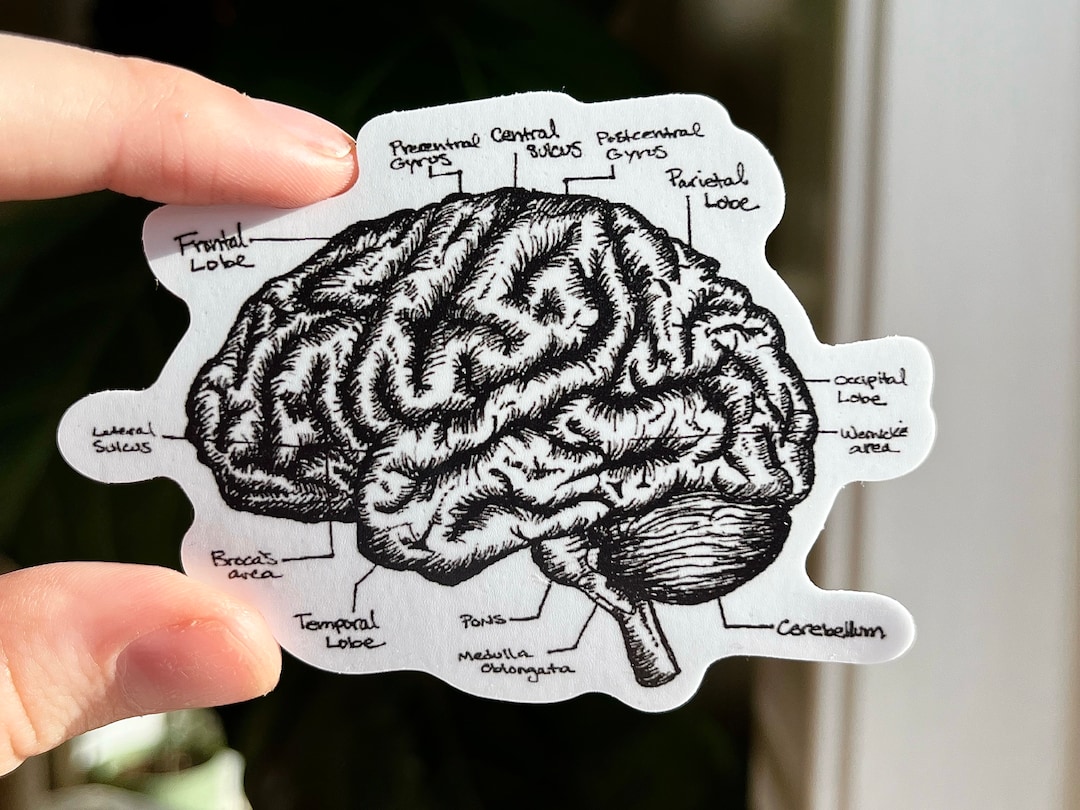 Anatomical Brain Art Sticker | Anatomy Laptop Sticker | Brain Anatomy ...