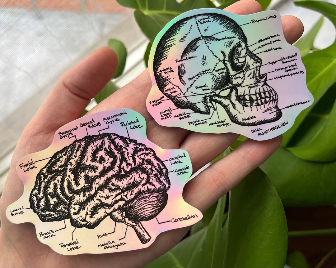 2 Pack Holographic Laptop Stickers Anatomy Stickers Neuroscience Brain ...
