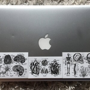 3 PACK Anatomy Laptop Sticker | Gift for Nurse | Accessories Nursing ...