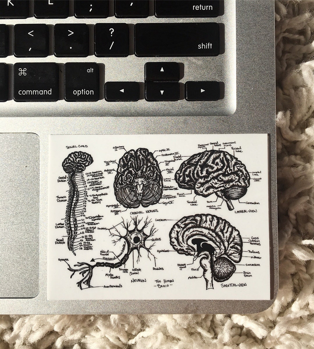 Laptop Sticker Anatomy Neuro Brain Diagram Vinyl Nursing - Etsy