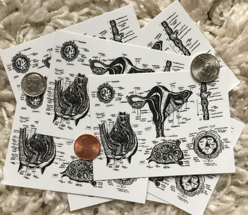 Uterus Anatomy Diagram Laptop Sticker Nursing Student - Etsy