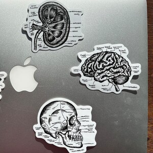 Anatomical Brain Art Sticker | Anatomy Laptop Sticker | Brain Anatomy ...