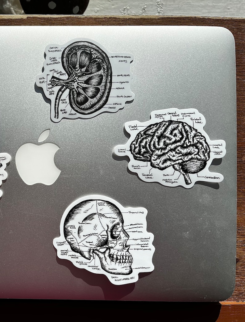 Anatomical Brain Art Sticker | Anatomy Laptop Sticker | Brain Anatomy ...