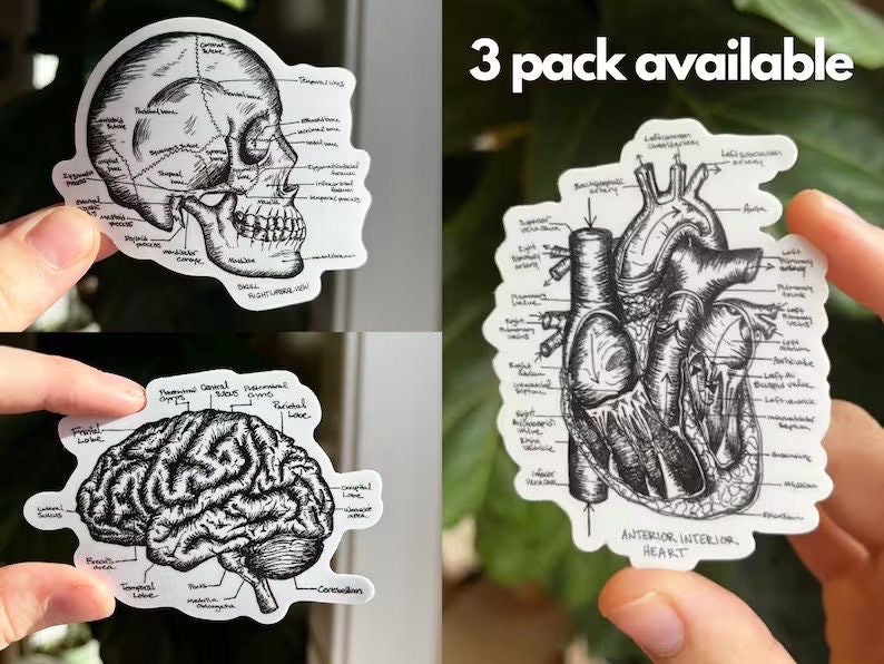 Anatomy Stickers 5-pack | Anatomy Art Stickers | Brain Art | Anatomical ...