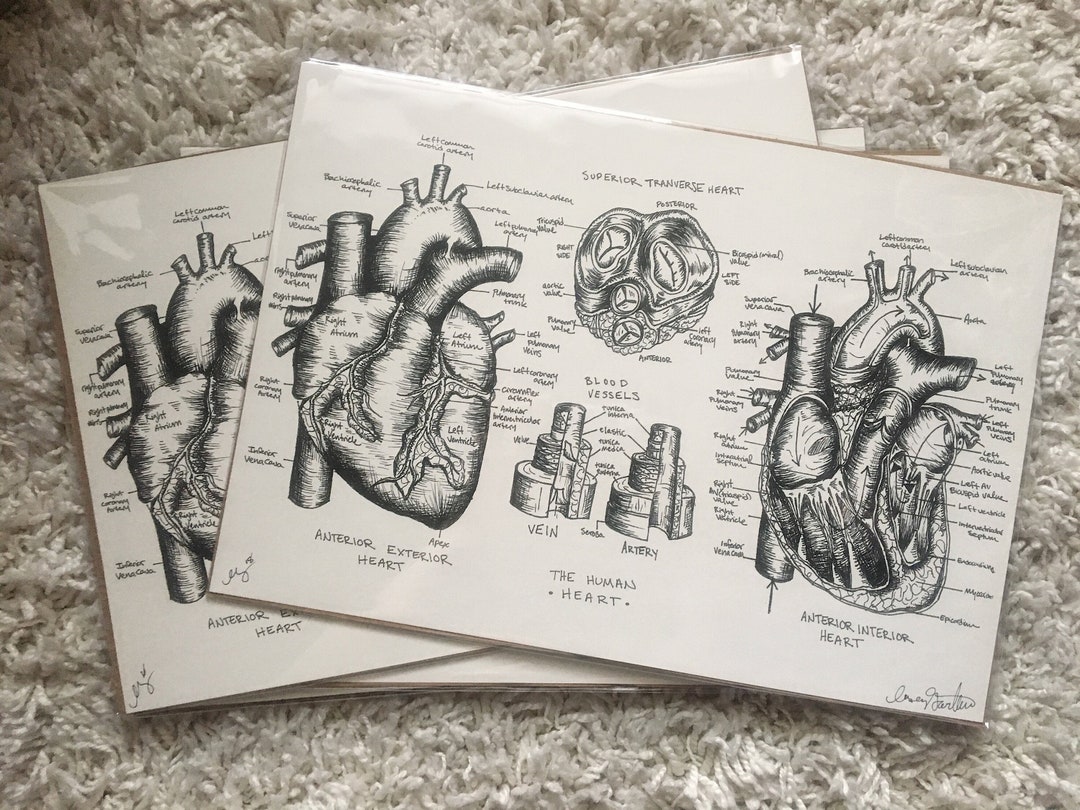 Anatomical Heart Poster | Cardiology Nurse Gift | for Cardiologist Gift ...
