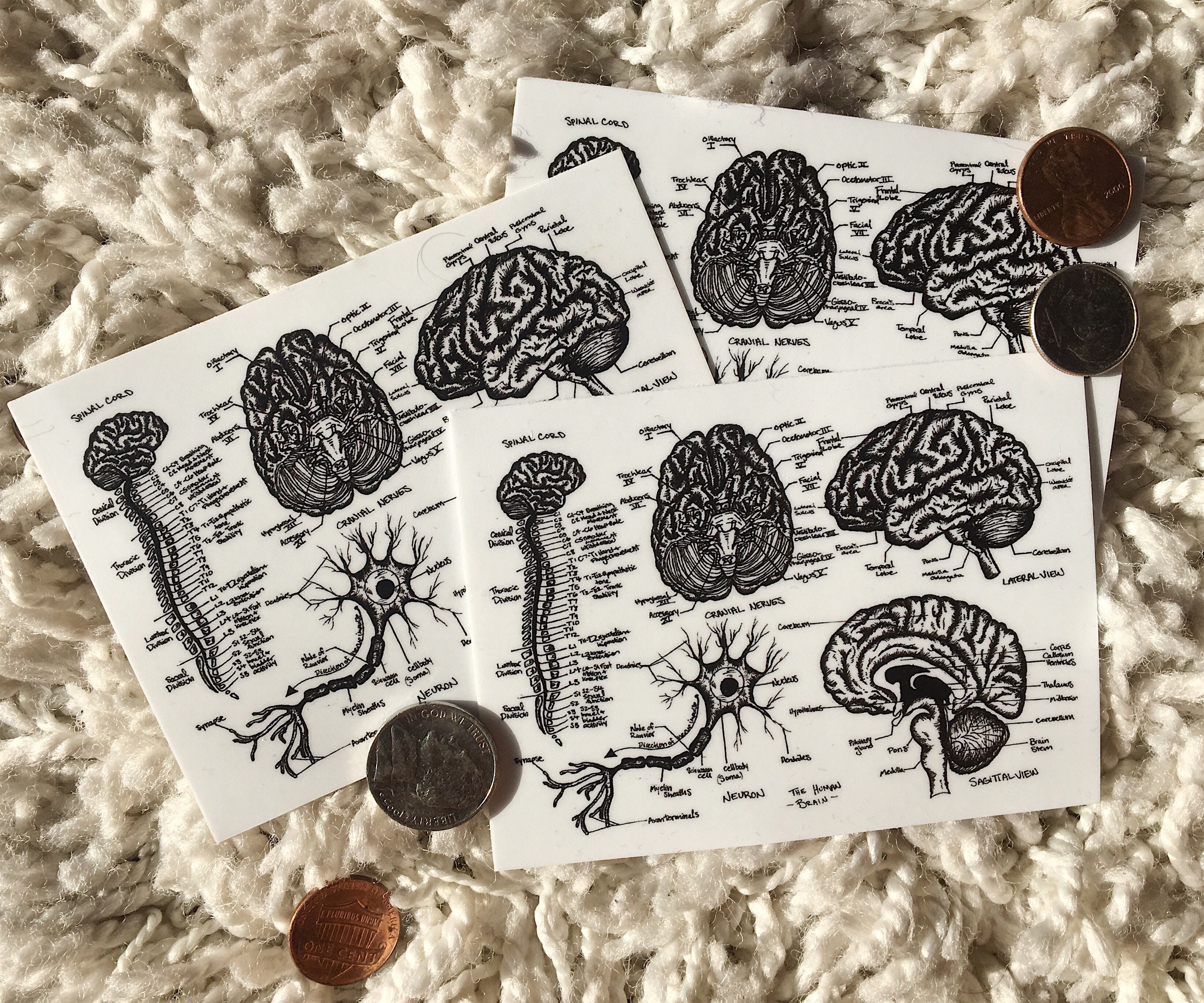 Laptop Sticker Anatomy Neuro Brain Diagram Vinyl Nursing - Etsy