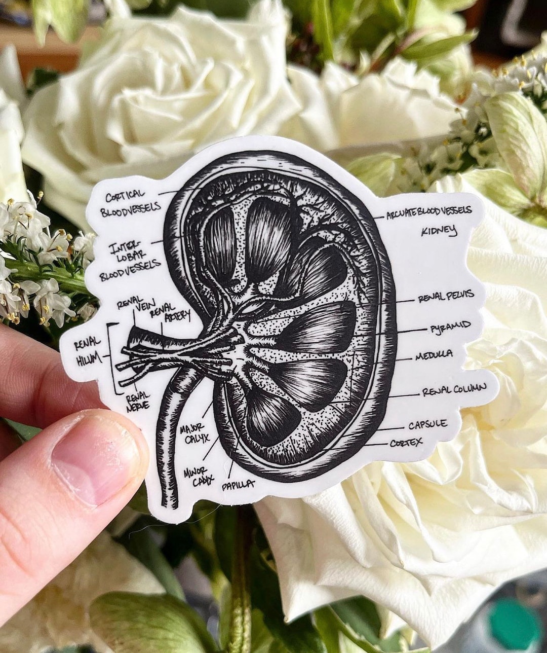 Kidney Laptop Sticker Anatomy Sticker Urology Gift Urology - Etsy